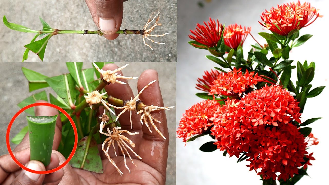 Parts Of Ixora Flower at Pam Calhoun blog