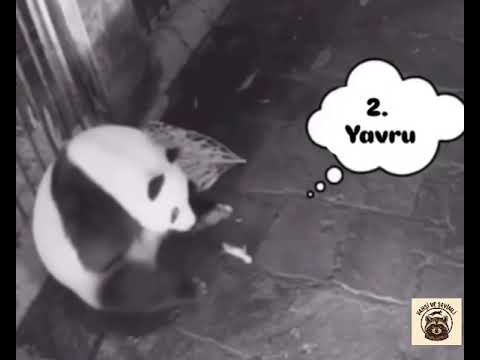 “Panda Doğum Anı! Yeni Yavruya Merhaba!” #PandaDoğumu #YavruPanda #DoğumAnı #HayvanlarAlemi #Vahşi