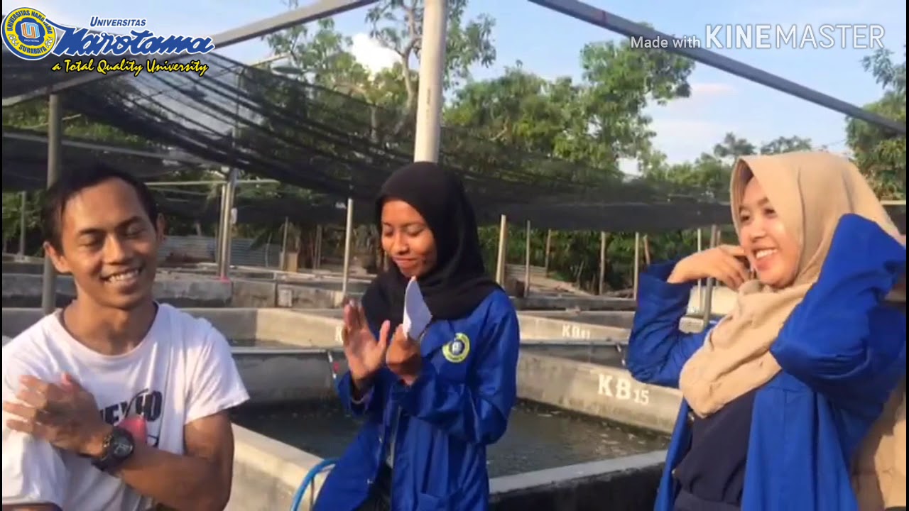 Umkm Ternak Lele - YouTube