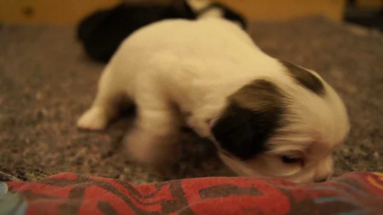 17 days old Tibbies... - YouTube