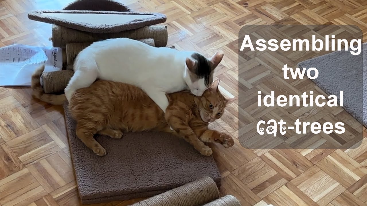 Assembling two identical cat trees - Cat Tree for Your Furry Friends ...