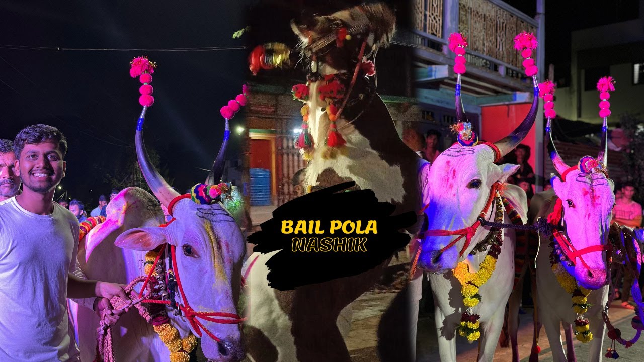 BAIL POLA FESTIVAL | NASHIK | MAHARASHTRA | DHRUV KAJALE | VLOG 31 ...