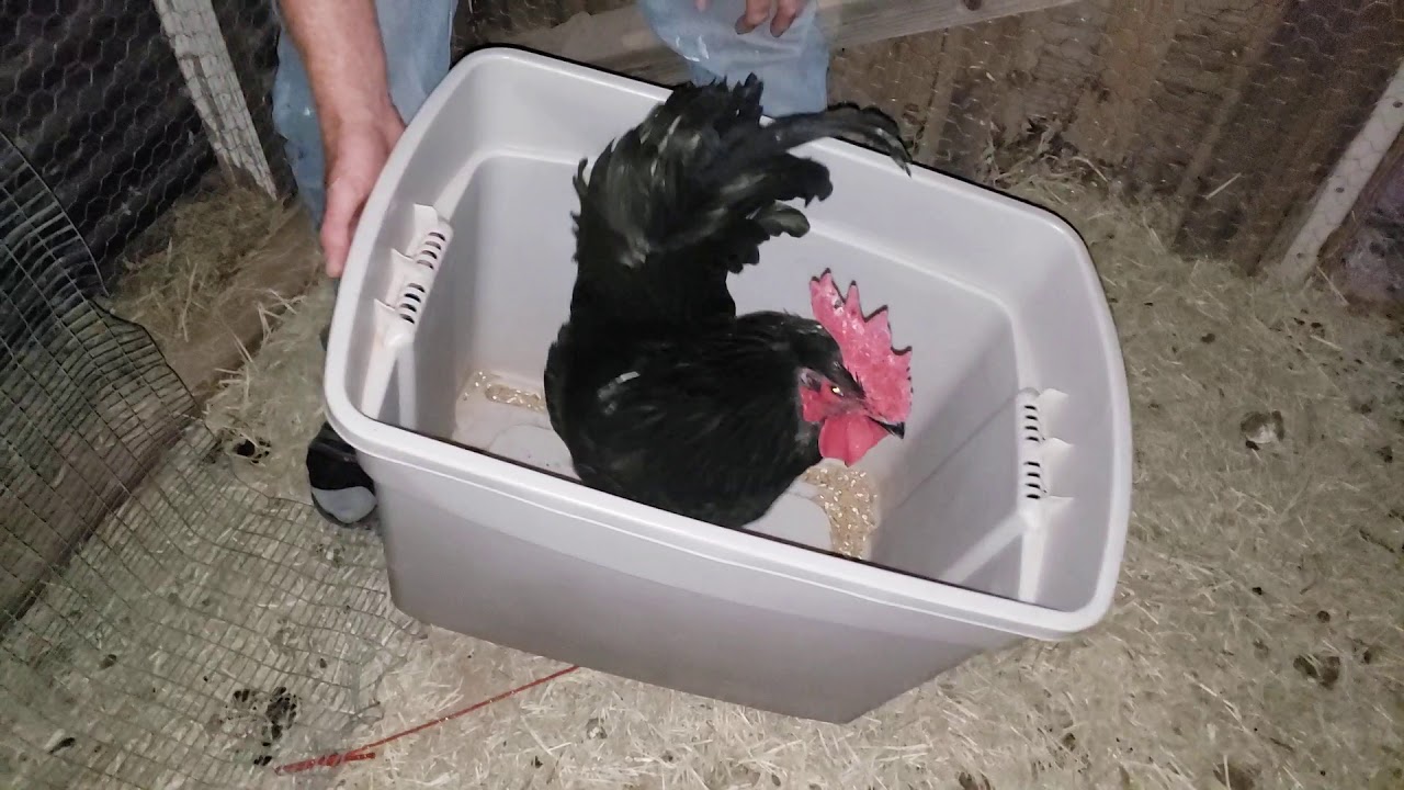 Mel and Gary at Simple Life Reclaimed gave us a Beautiful Rooster - YouTube