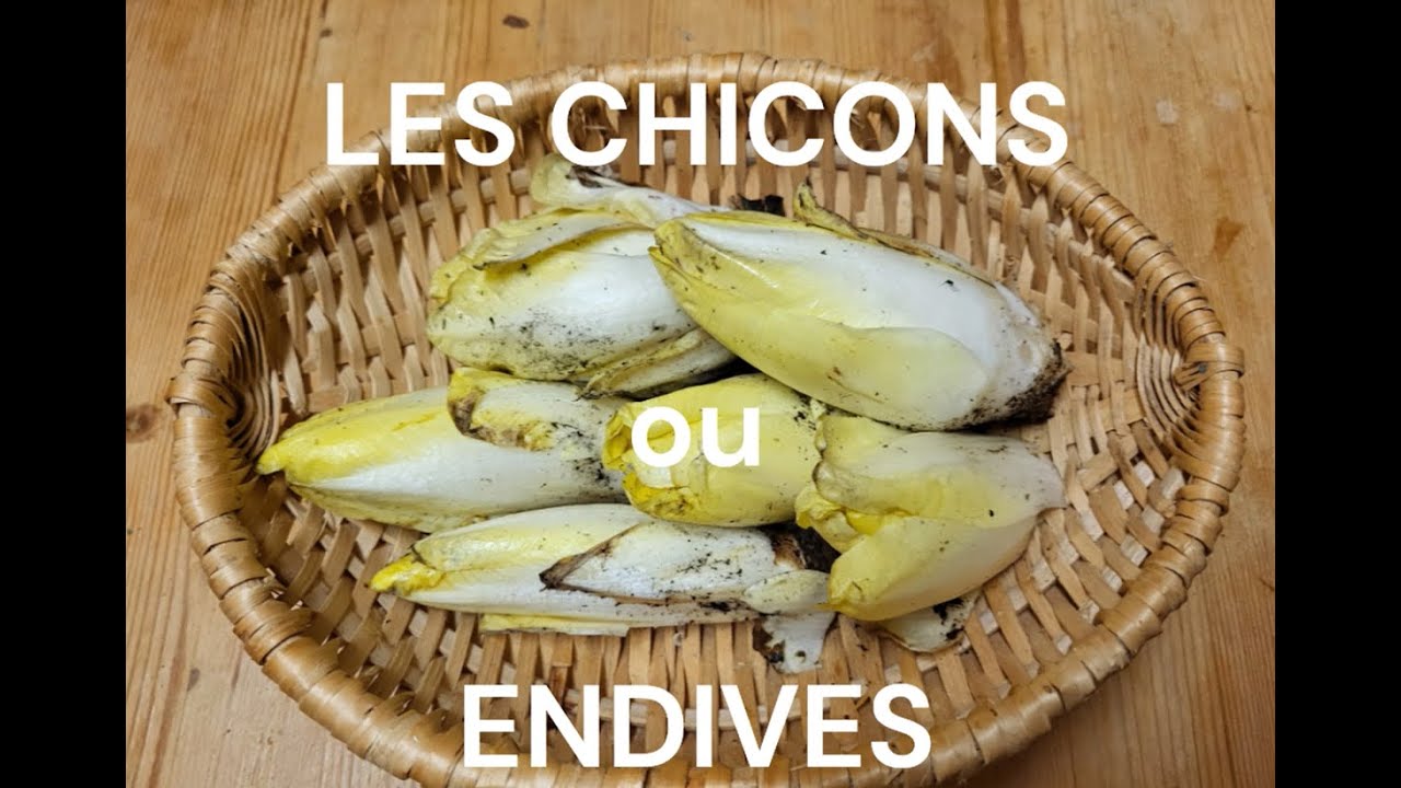 La culture du chicon ou de l'endive - YouTube