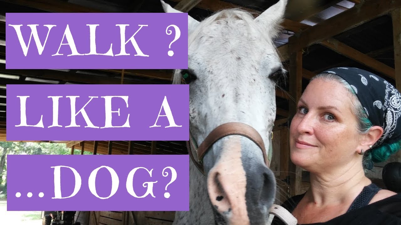 Take Your Horse for a Walk! - YouTube