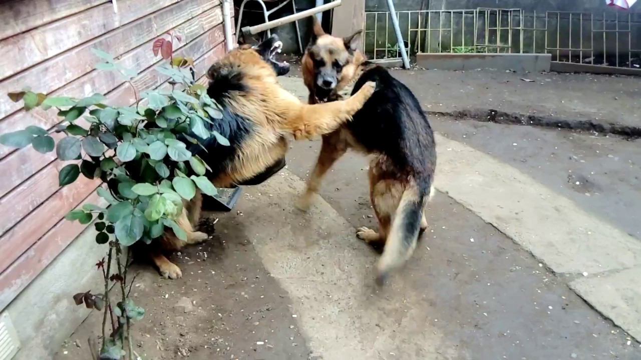 German shepherd fight - YouTube