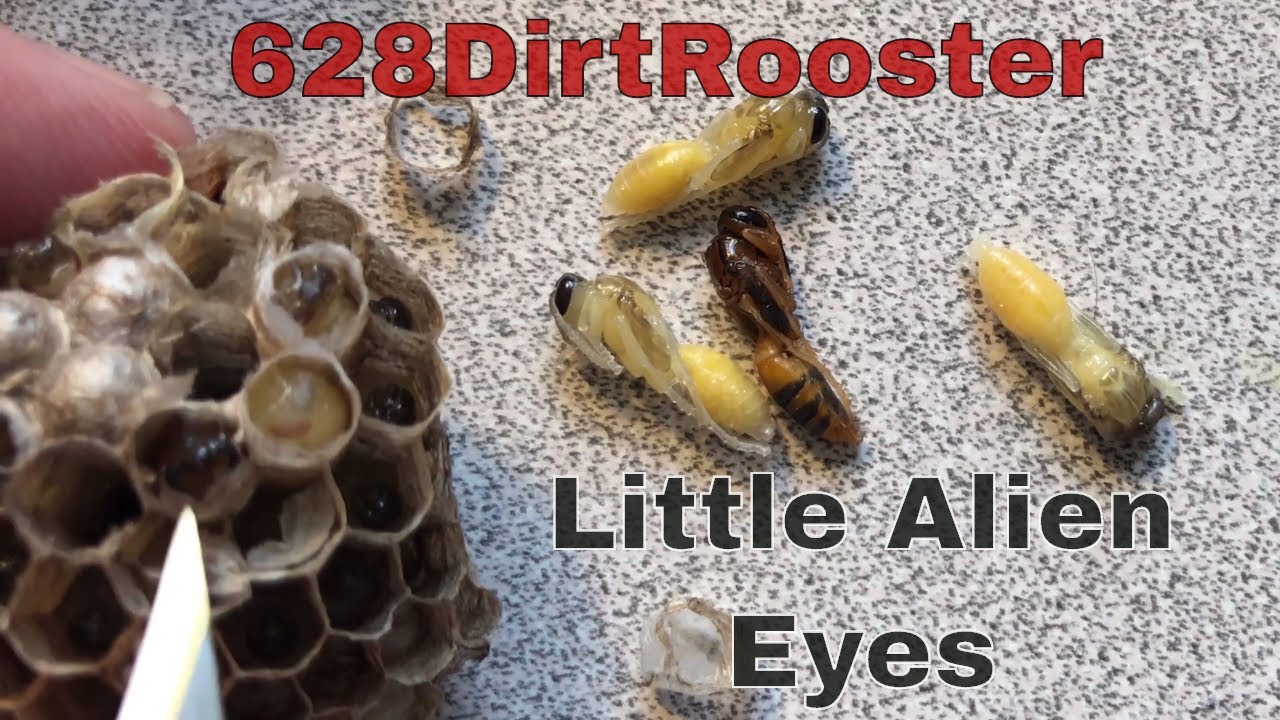 Squirming Red Wasp Larvae Visible As I Dissect A Red Wasp Nest - YouTube