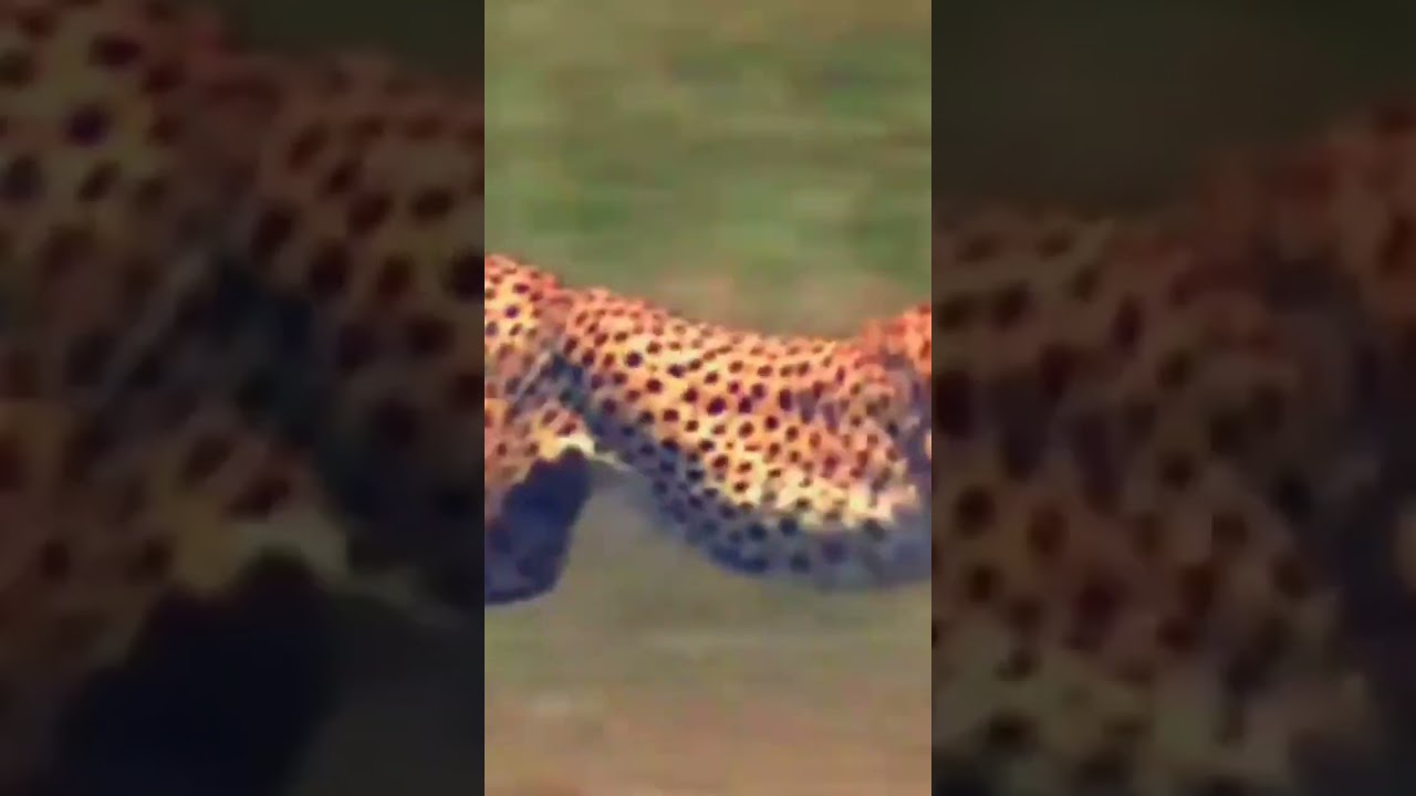 Speed chaser's 100... - YouTube