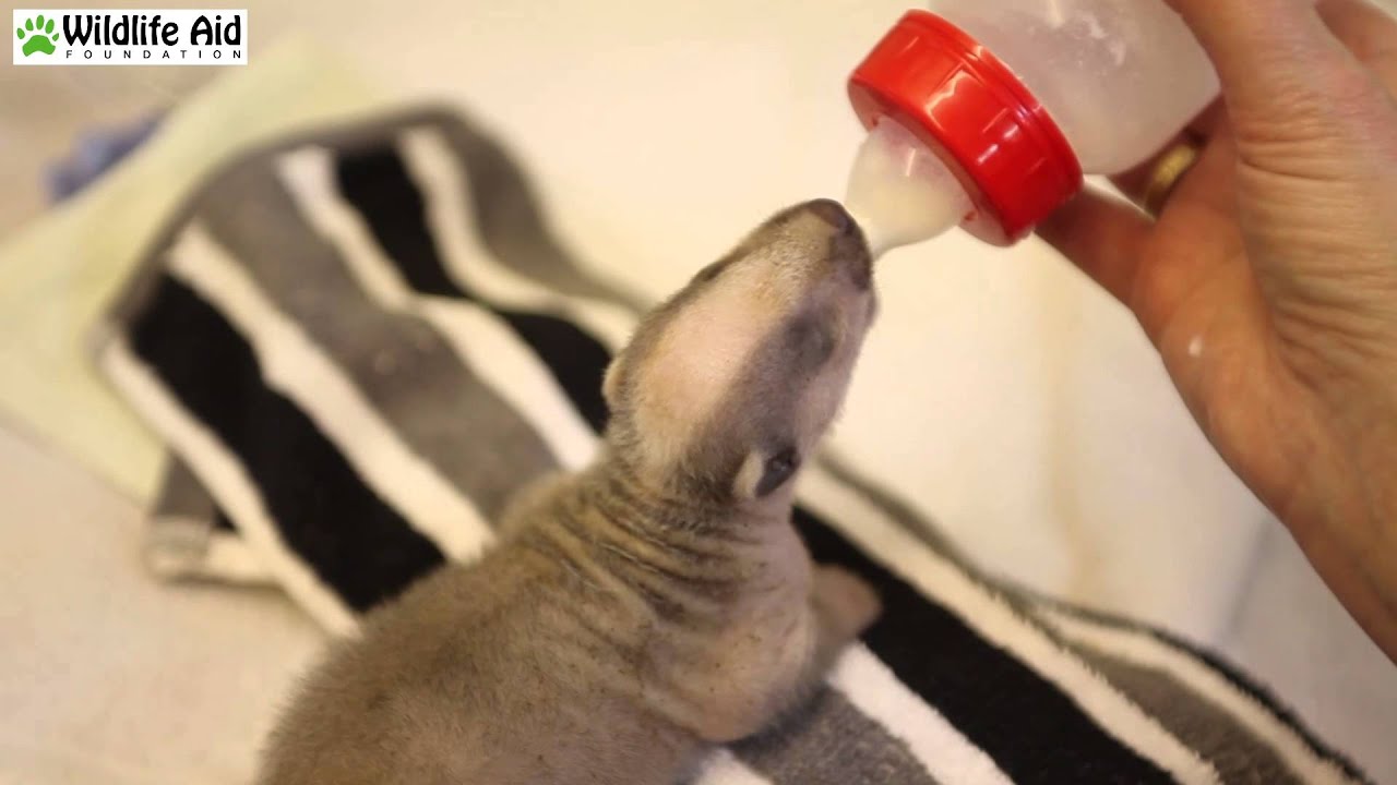 Hand Rearing Cute Baby Badger Cubs - First Feed! - YouTube