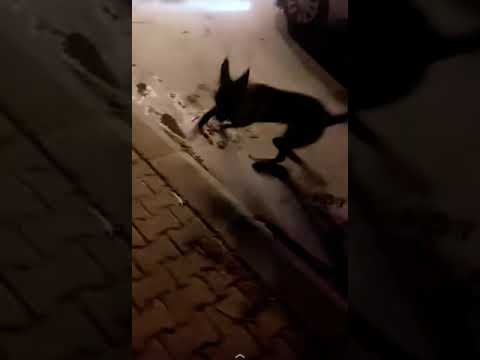 پاسەوانەکەی شڤانی هێلکات -shivan hellcat - YouTube