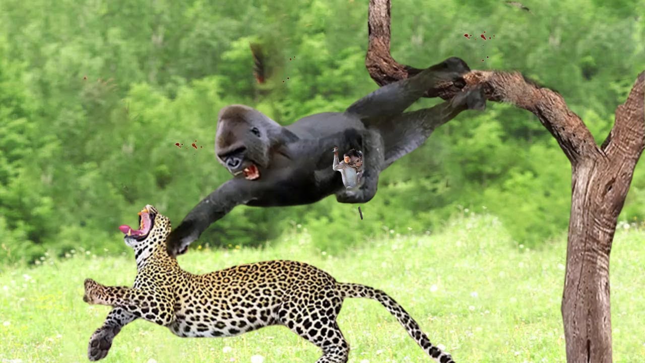Outchy! Leopard Do A Big Mistake When Provoking Bellicose Monkeys ...