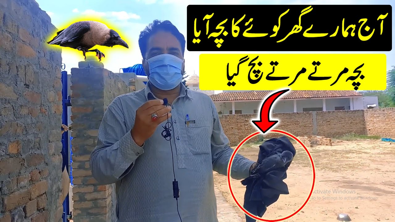 Crow ka Bacha marty marty Bach gya ! | rescue Crow Child | Rahe Khuda ...