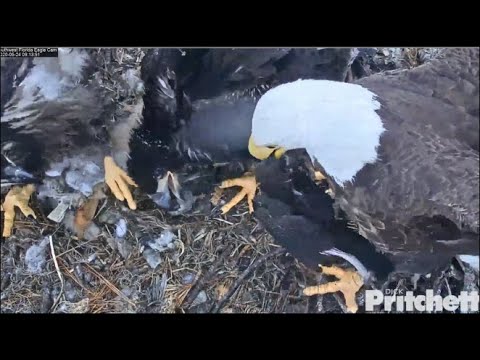 SWFL Eagles ~ Harriet Brings in LIVE Bird (Crow?) E16 Snatches It ~ Tug ...