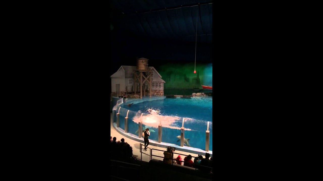 Ghost dolphins - YouTube