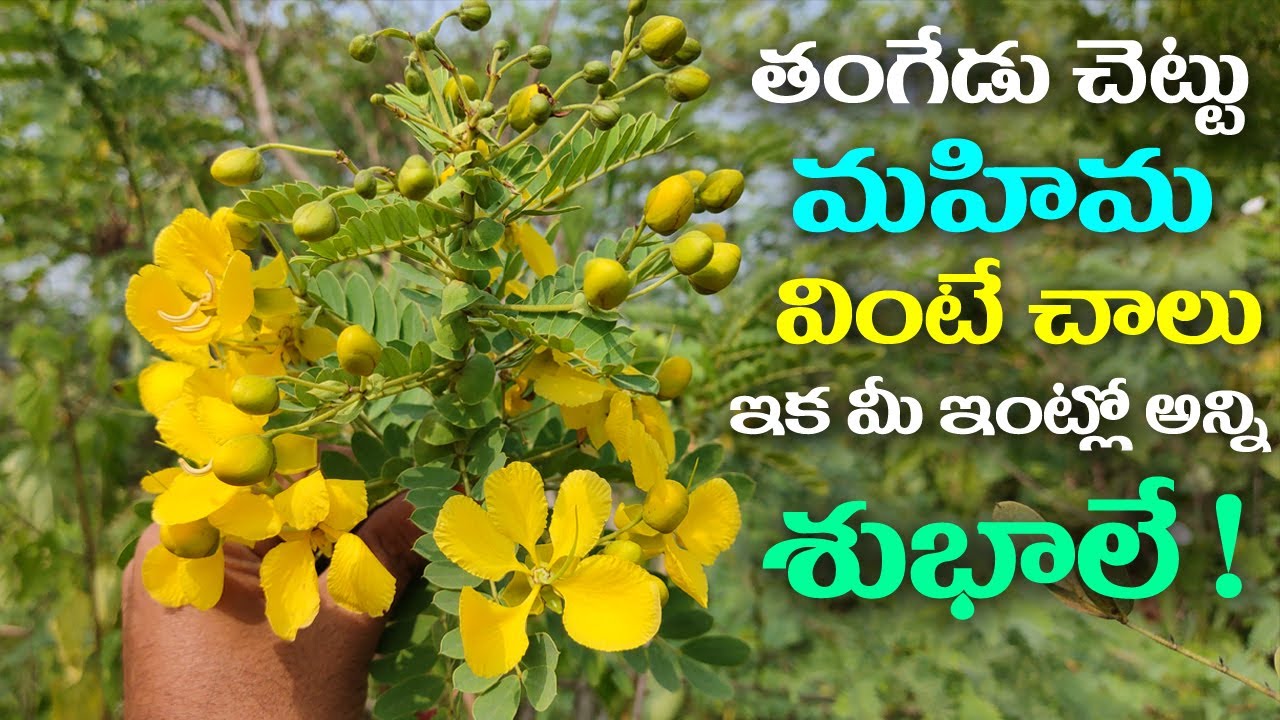 తంగేడు చెట్టు మహిమ వింటే చాలు ఇక మీ ఇంట్లో అన్ని శుభాలే ! || Tangedu ...