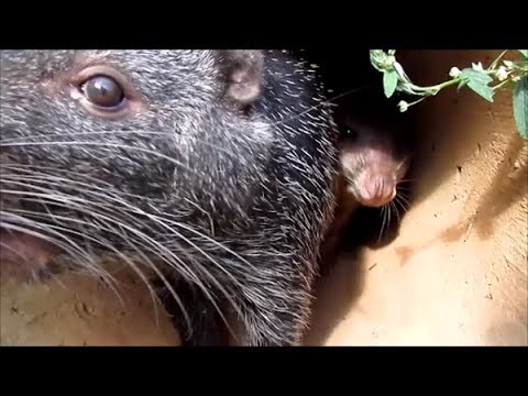 Pacarana and Paca - YouTube