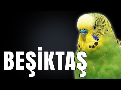 Şampiyon Beşiktaş - Muhabbet Kuşu Konuşturma Eğitimi