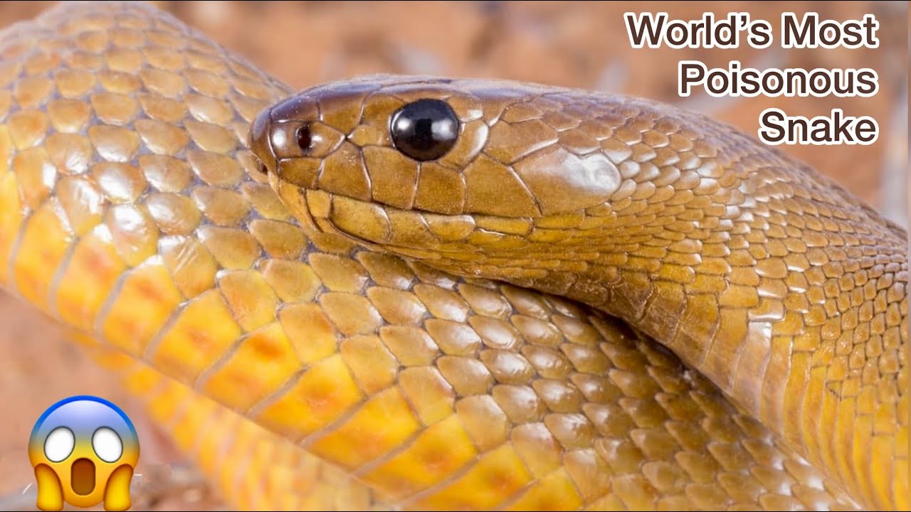 Deadly Slither : The World's Most Poisonous Snake || @NaturesEye11 ...