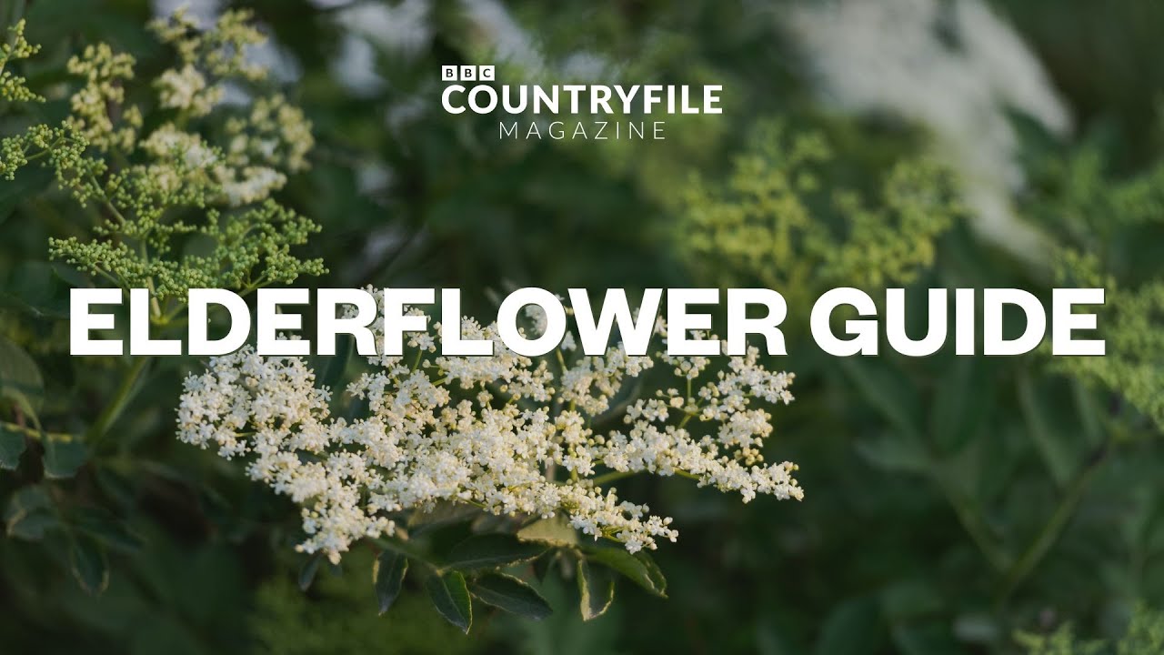 Elderflower Guide - YouTube