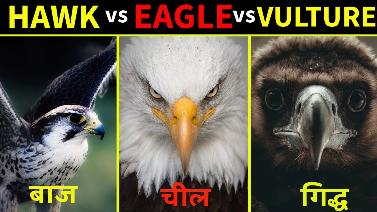 चील vs बाज़ vs गिद्ध की लड़ाई में कौन जीतेगा | EAGLE vs VULTURE vs HAWK ...