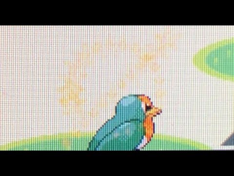 Random Shiny Taillow in Pokemon Emerald!! - YouTube