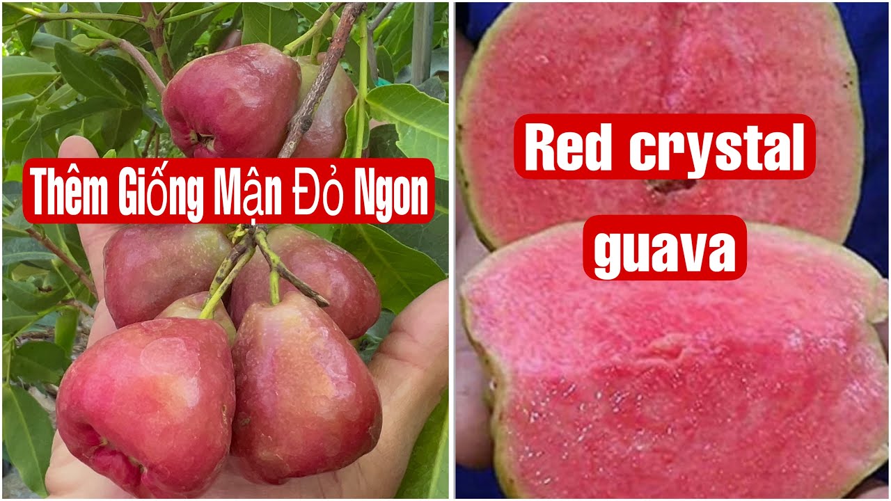 Thêm Được Một Giống Mận Mới & Chiết được Giống Ổi Ngon Red crystal ...