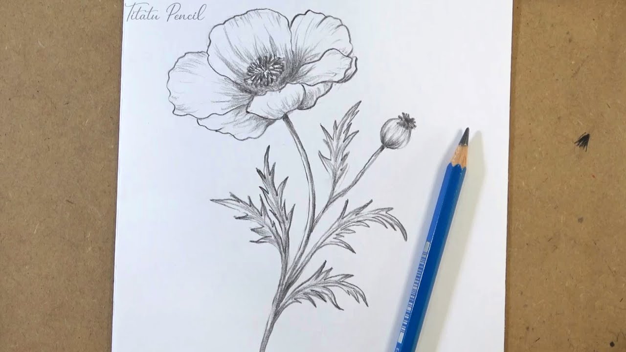 POPPY FLOWER Drawing Made Easy in Just 10 Minutes - YouTube