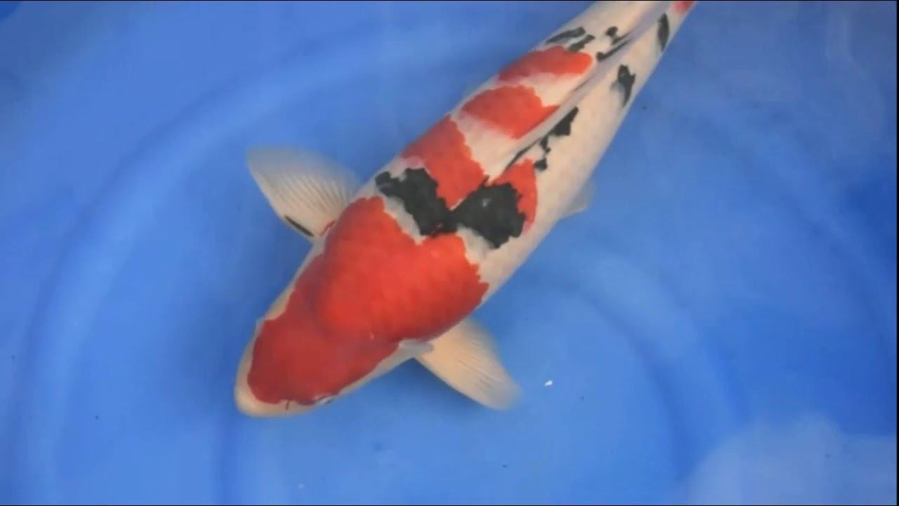 阪井養魚場 Sakai Fish Farm No.SK-17 - YouTube