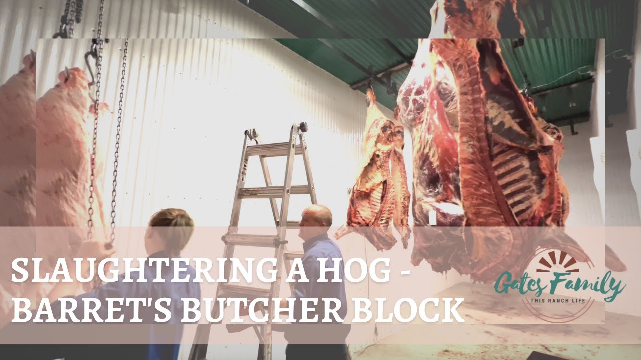 Hog Slaughtering at Barret's Butcher Block // Hog Organs & Eating Nose ...