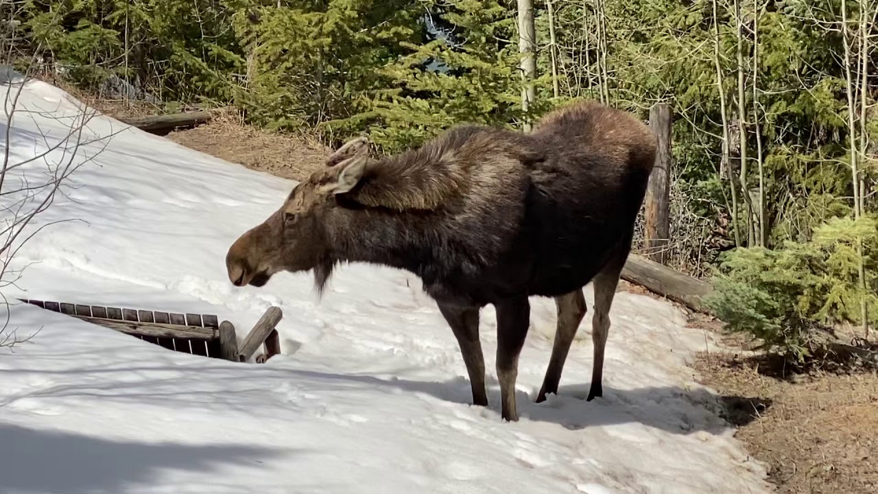 Time for a moose nap! - YouTube