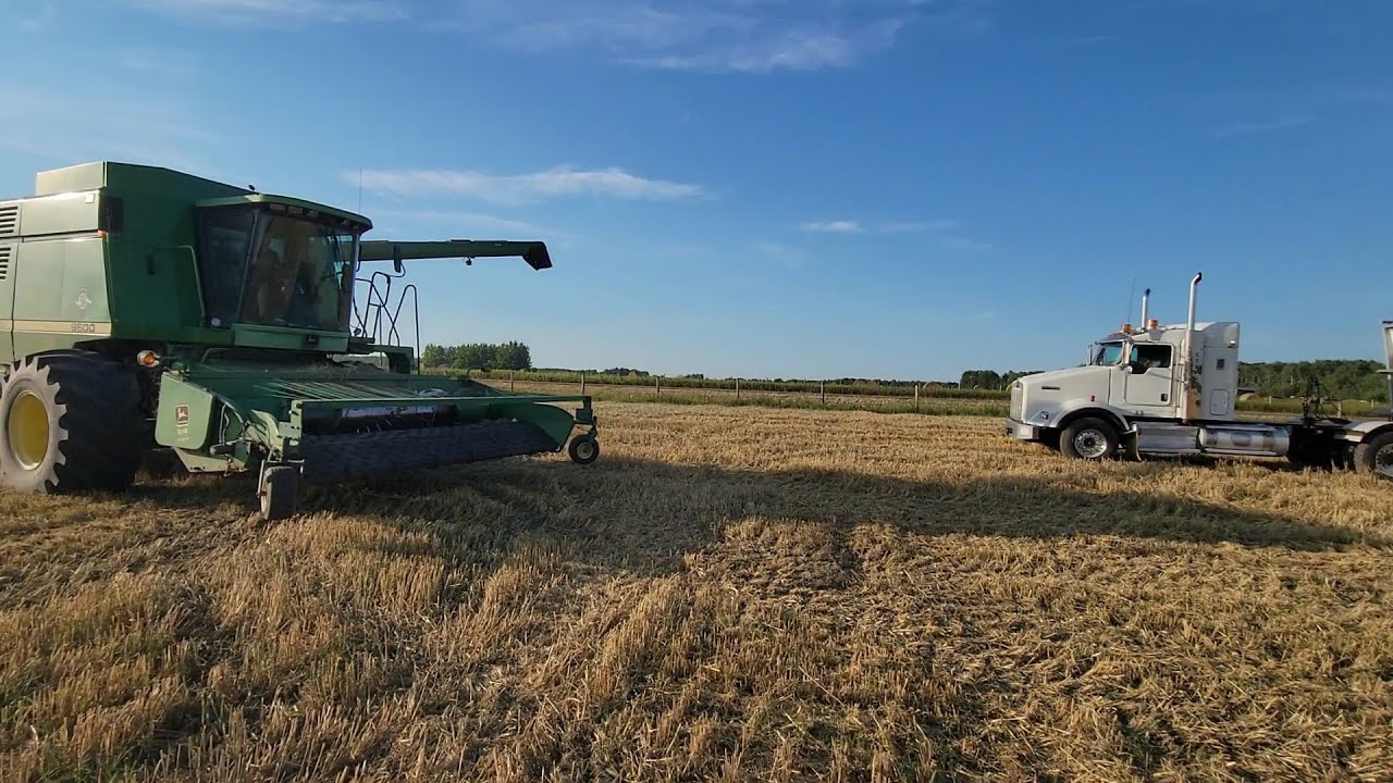 Sunk The Grain Truck. Combining Barley! - YouTube