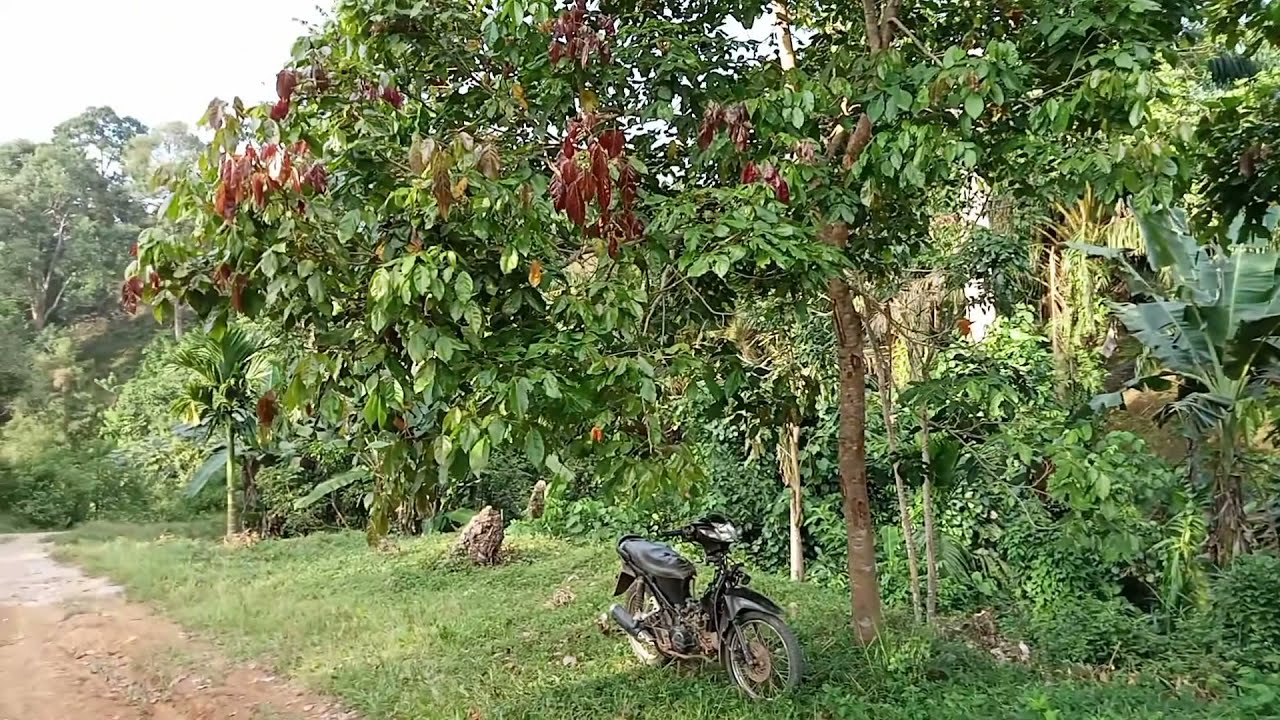 Pohon jengkol baru berumur 4 tahun - YouTube