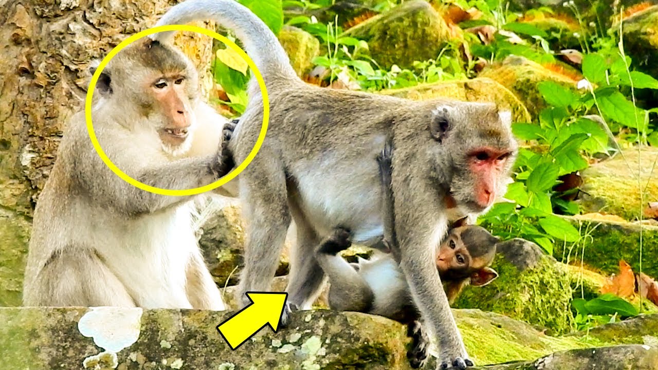 Im Not Like You!! Jazzy Monkey Sudden Change Face When Jane Monkey ...