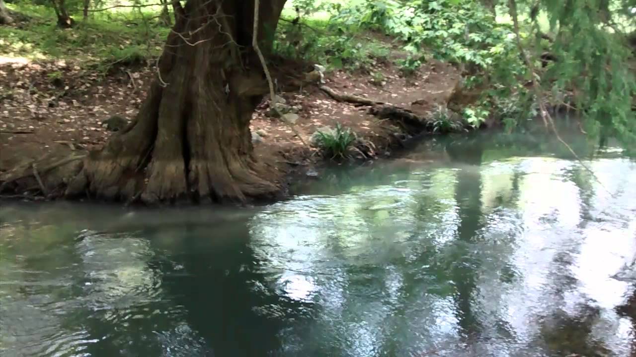 Ecocidio en el Bosque de Ahuehuetes o Bosque Galeria - YouTube