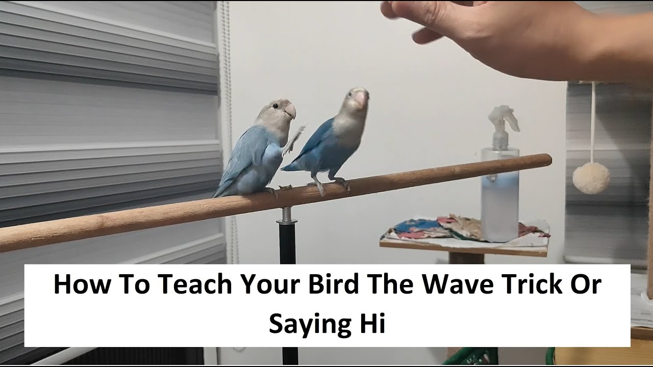How To Teach Your Bird The Wave Trick Or Saying Hi - YouTube