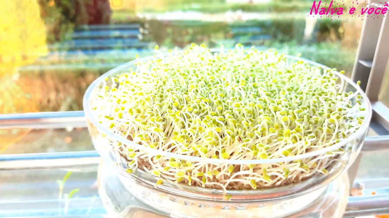 broto de chia na agua - YouTube