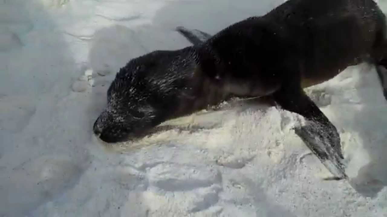 Baby Seal Squeal At The Beach - Cute Animals Compilation - YouTube