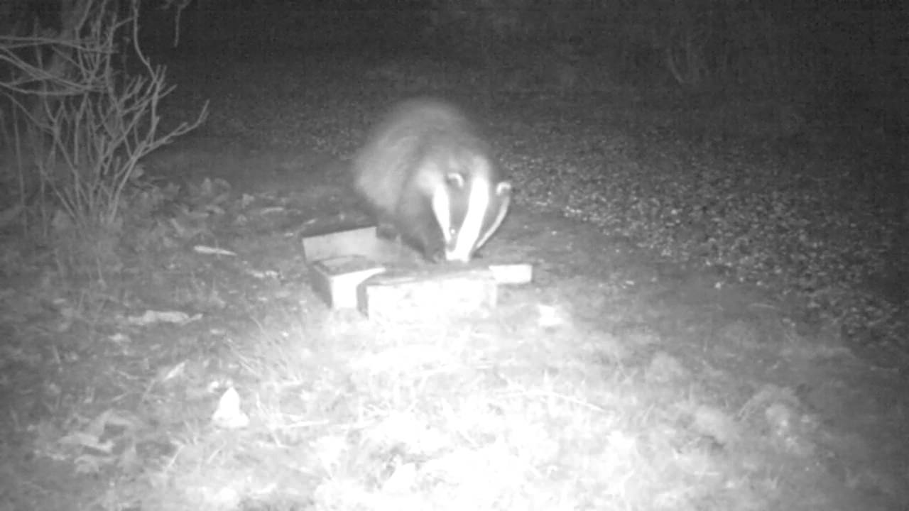 Clever badger - YouTube