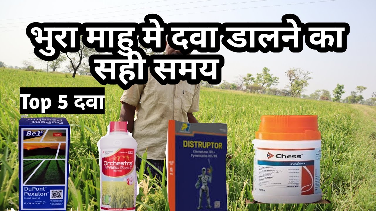 धान में भूरा माहु की सबसे बेस्ट दवा || BPH Control Method in Paddy ...