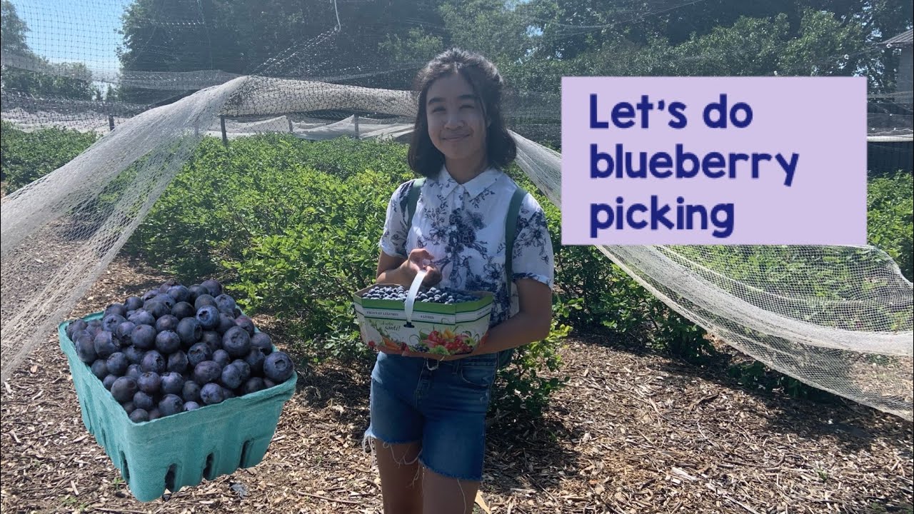 Let’s do blueberry picking at the farm - YouTube