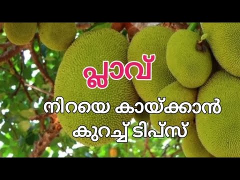 പ്ലാവ് നിറയെ കായ്ക്കാൻ ഇത്രയേ വേണ്ടൂ / Jackfruit Tree Malayalam - YouTube