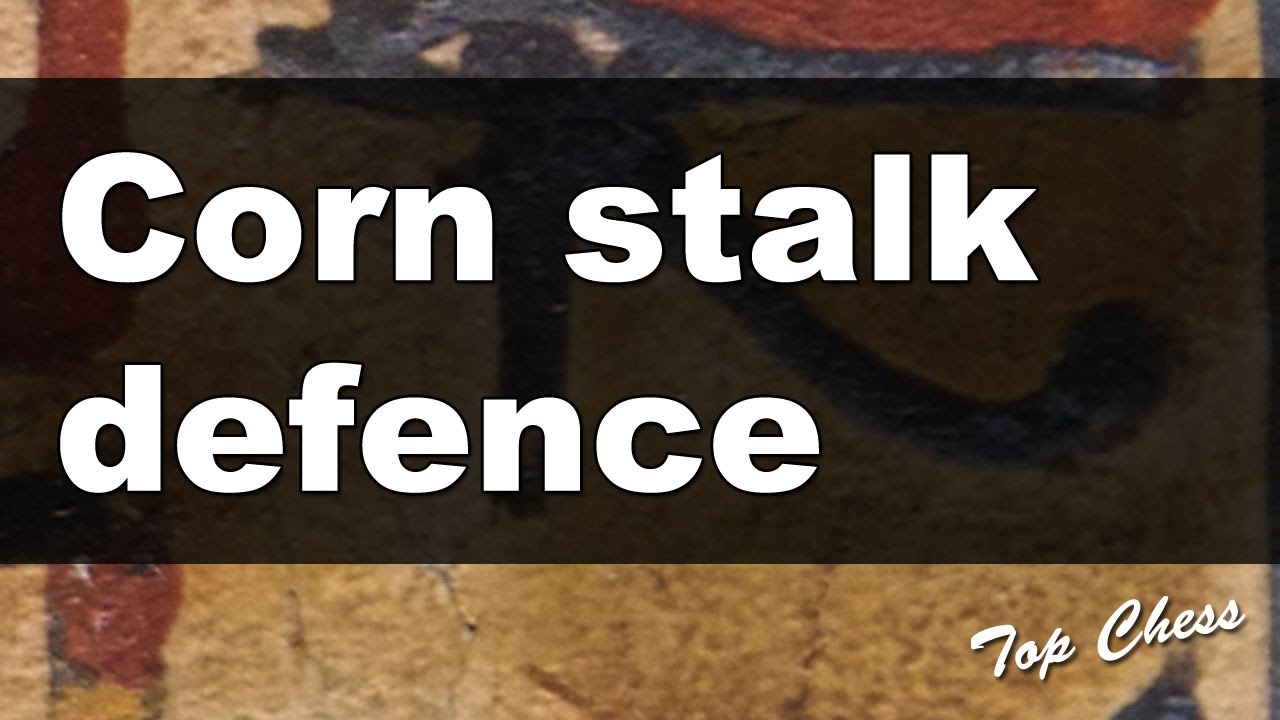 Chess Games - Corn stalk defence - YouTube