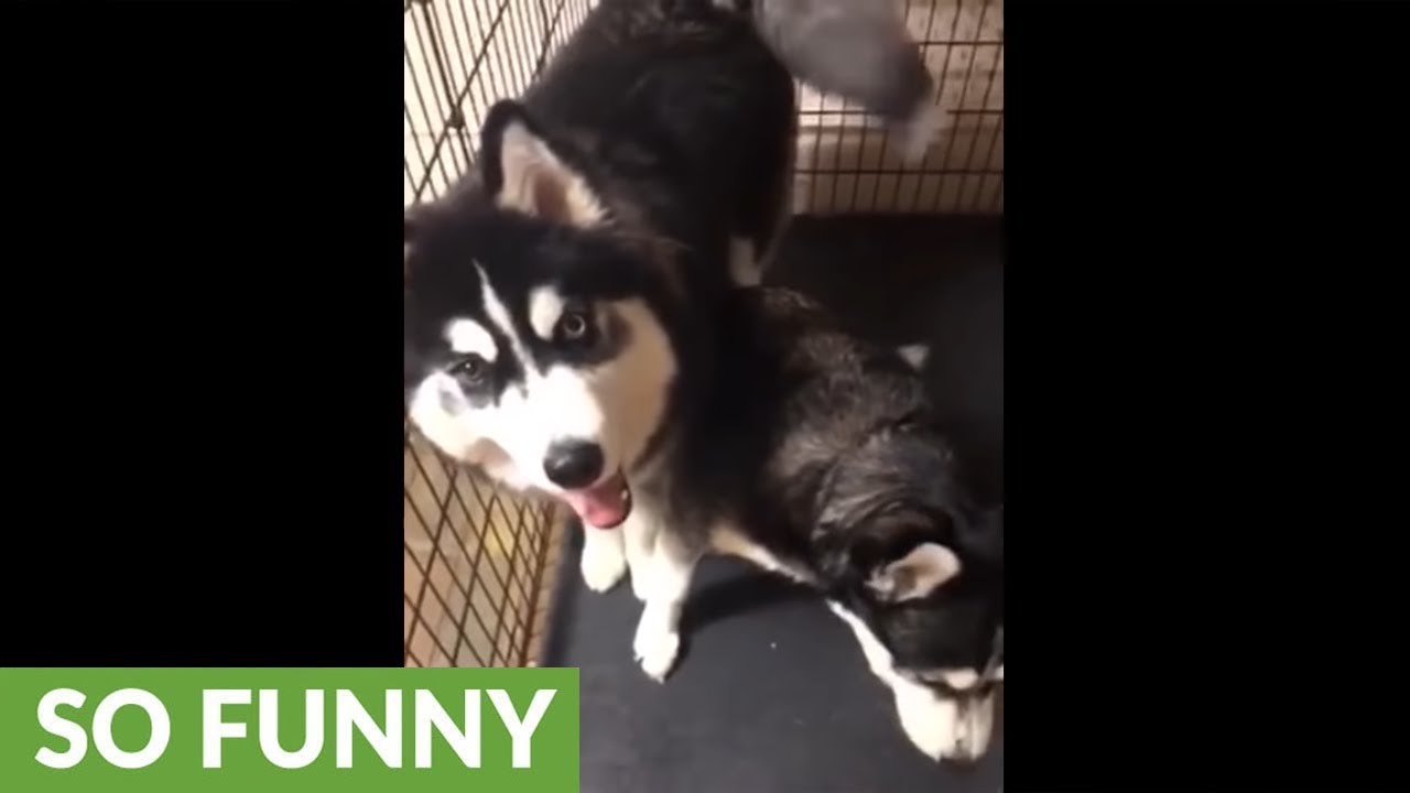 Guilty husky tries to blame other dog for mess - YouTube