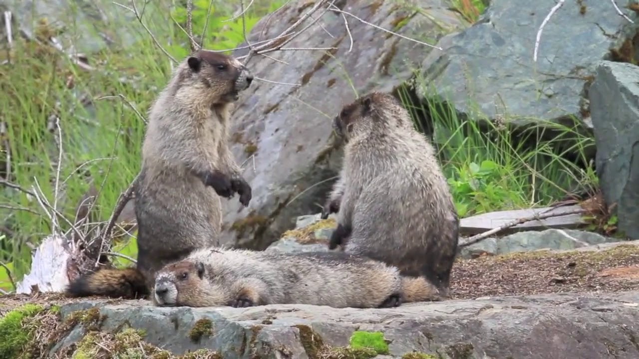 marmots family animals furry cute 968 - YouTube