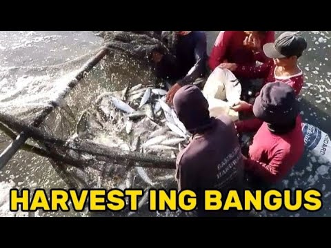 HARVESTING BANGUS IN BULACAN (MILK FISH)# MILKFISH #BAKWIT TV - YouTube