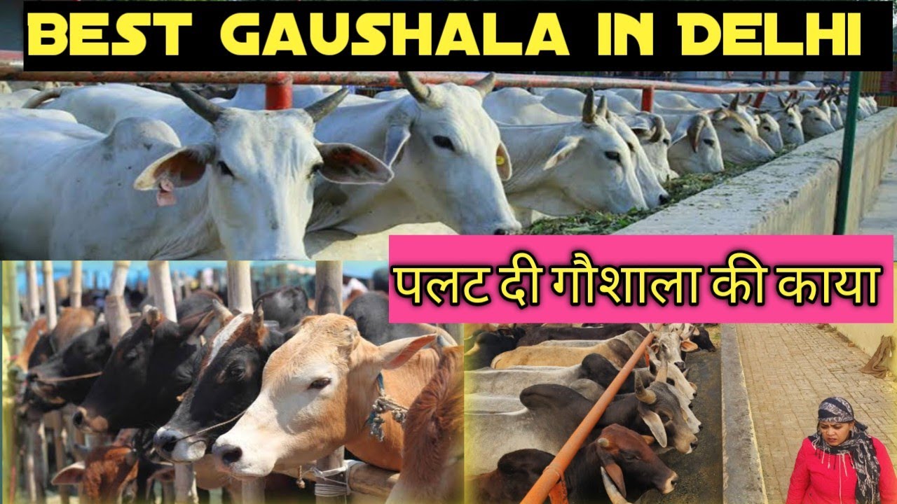 Best Gaushala in Delhi ! पलट दी गौशाला की काया ! सफाई एक नंबर ! गौ सेवा ...