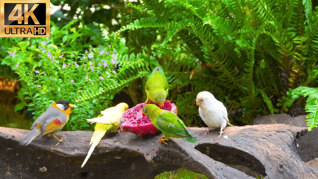 Captivating Cat TV🐦Birds, Mice, and Squirrels🌟 Nature Videos to ...