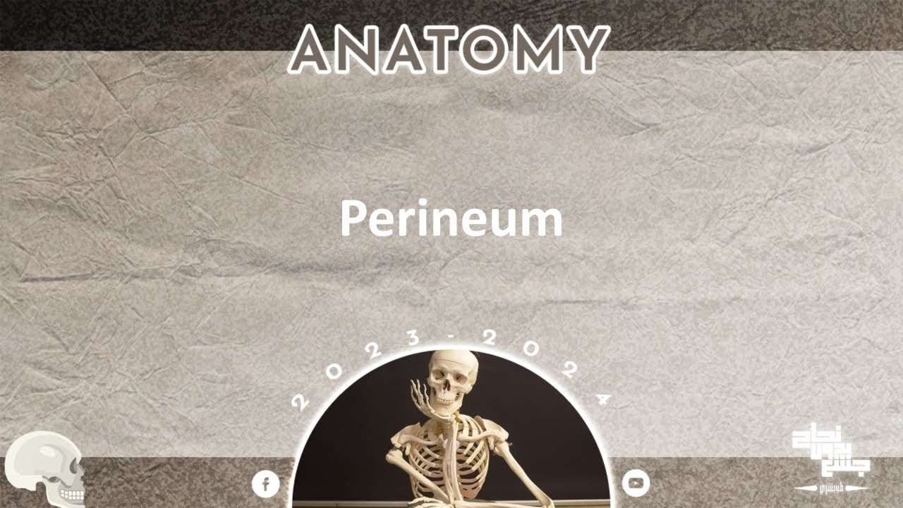 Tut 1, Perineum, Anatomy - YouTube