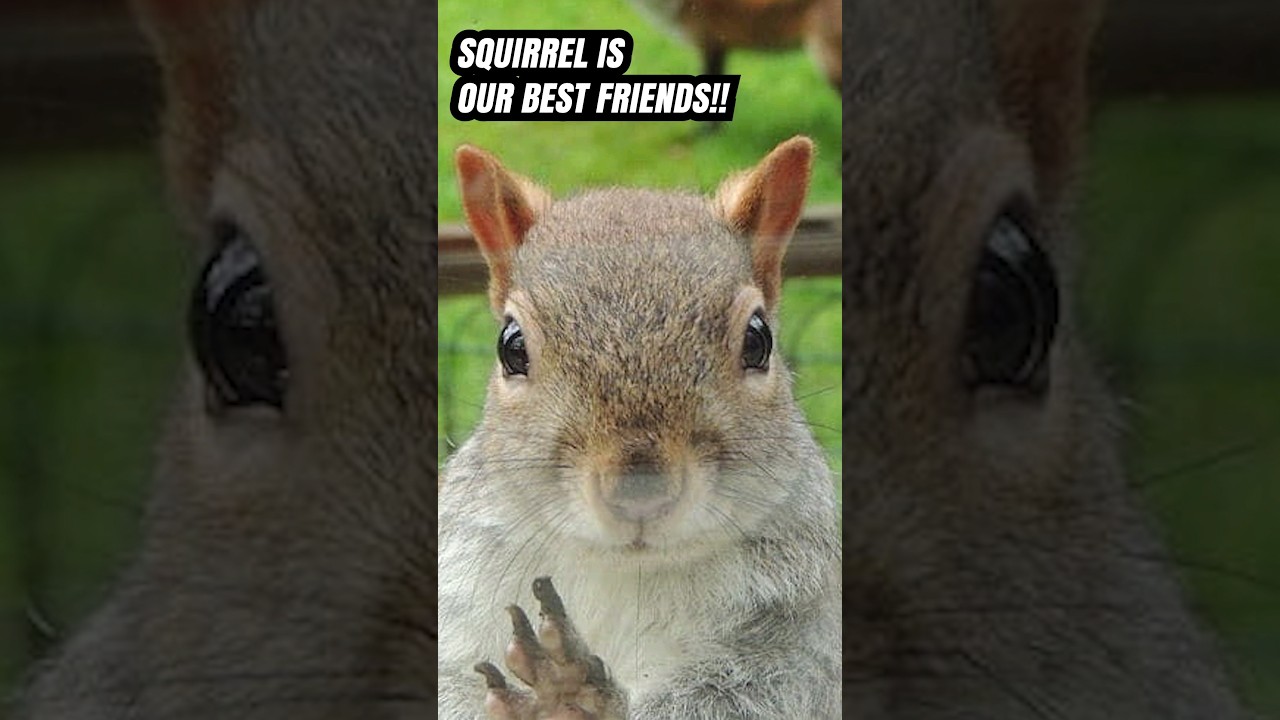 The BEST FRIEND SQUIRREL - YouTube