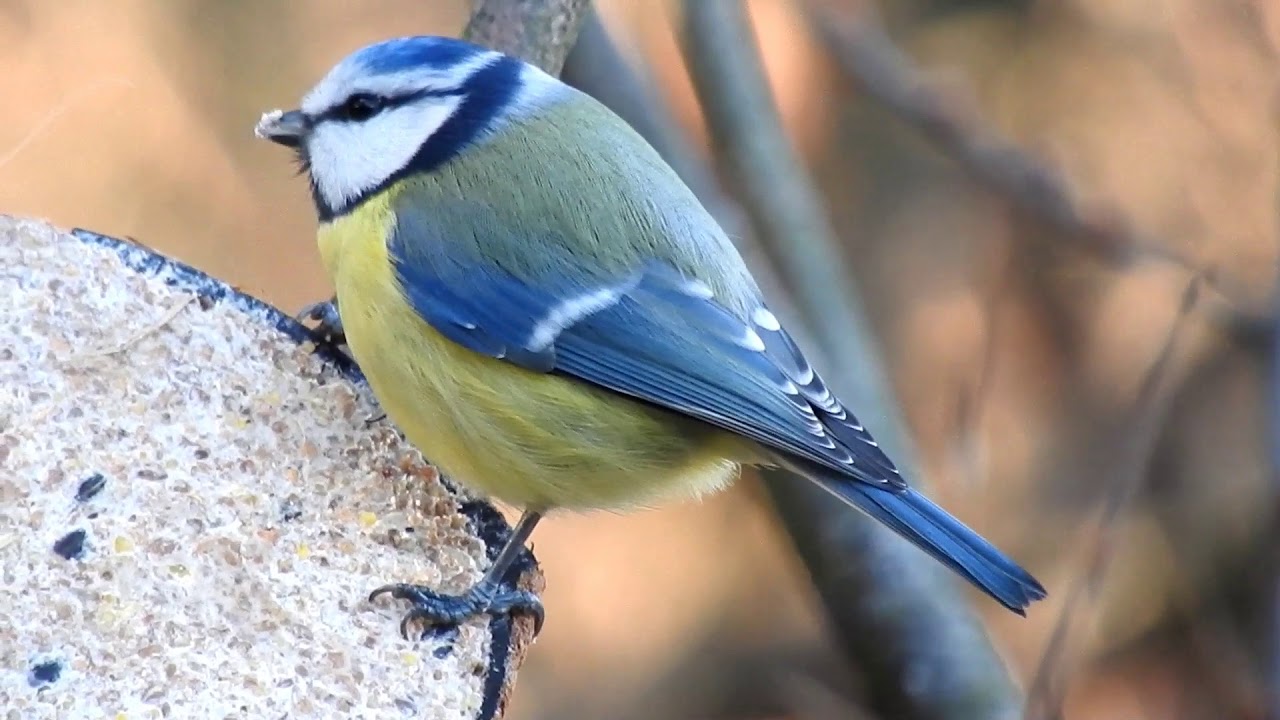Sikora modraszka , Blue Tit , (Cyanistes caeruleus) - YouTube
